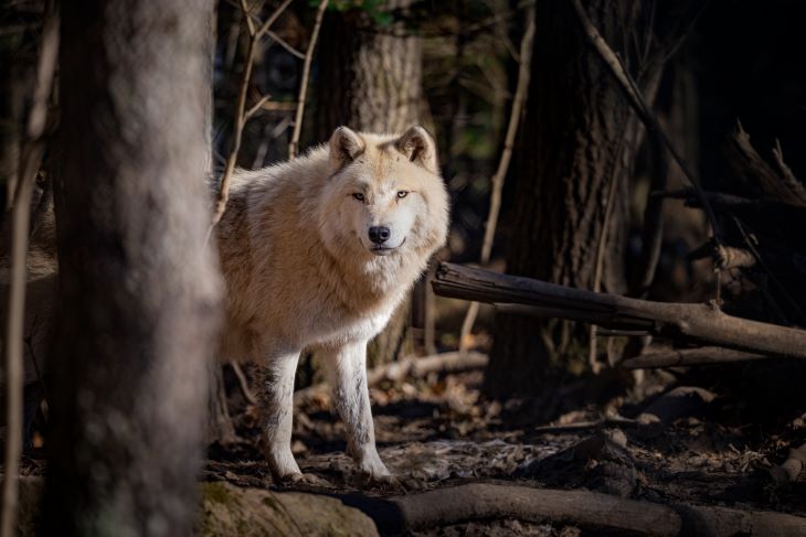 We must tread carefully when it comes to wildlife “tourism” - South ...