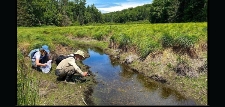 Conservancy set for Bugs in Mud Nature Quest - South Muskoka Doppler