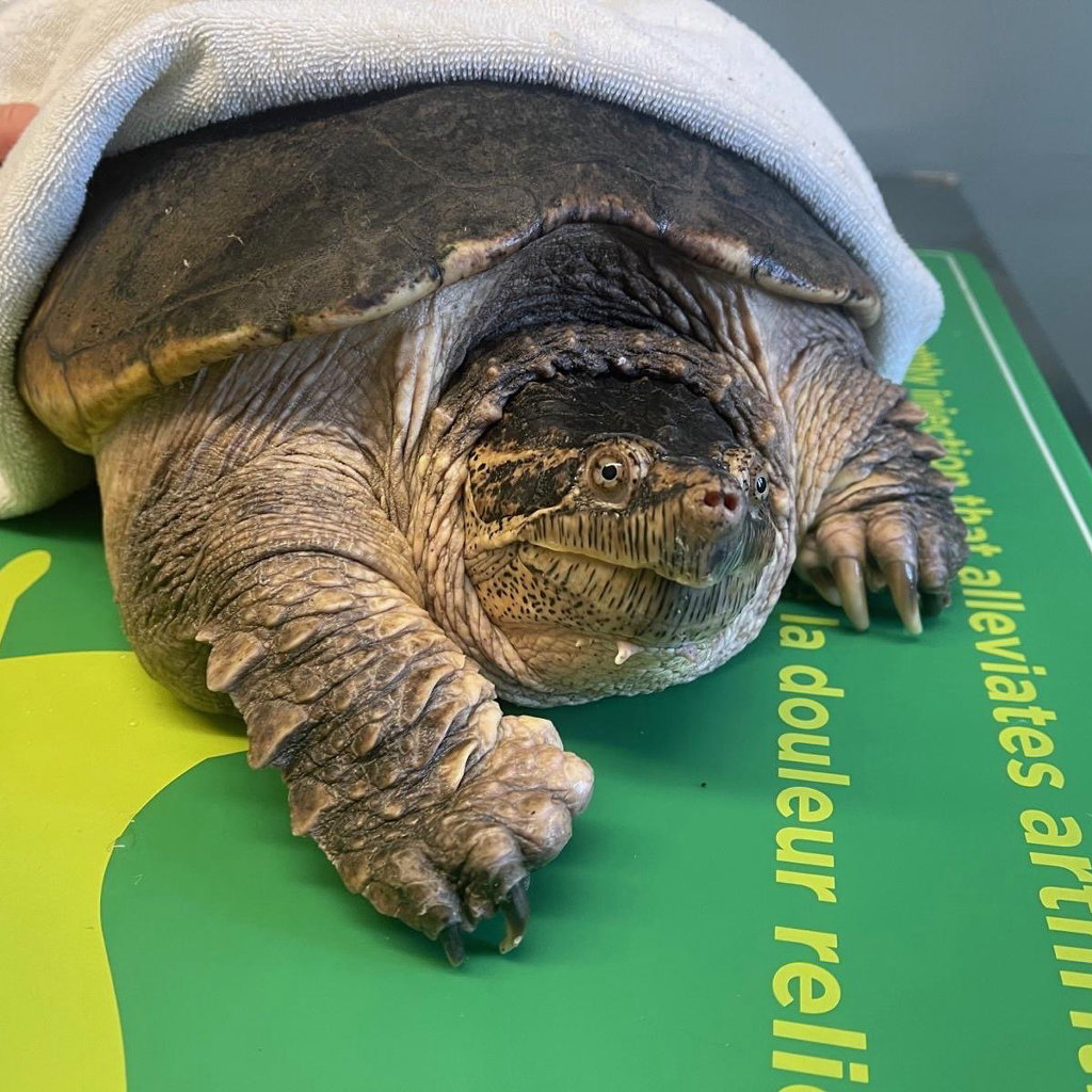 Aspen Valley Wildlife Sanctuary Welcomes New Resident: A Charming ...